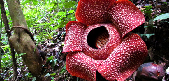 Welcome to Gopeng Highlands Resort